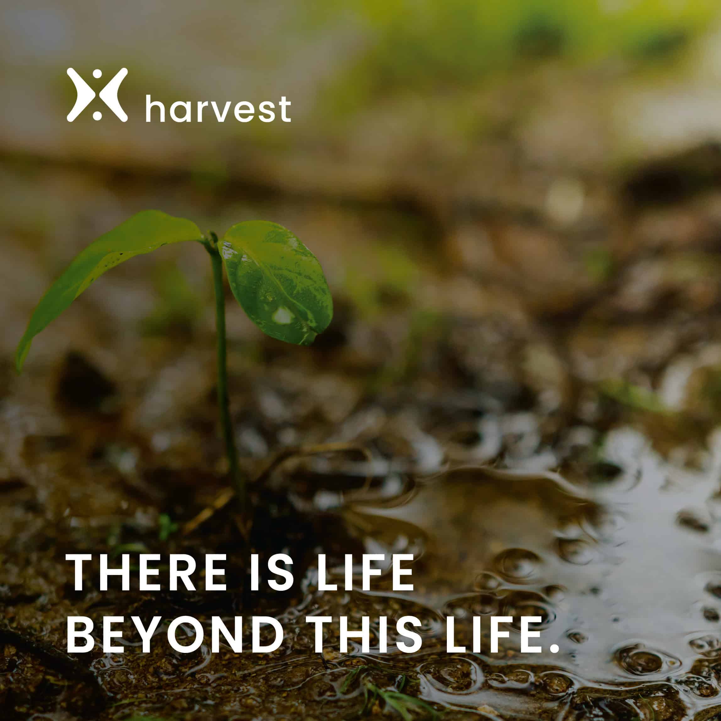 Life Beyond This Life