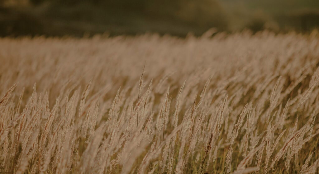 Daily Devotions - Pastor Greg Laurie