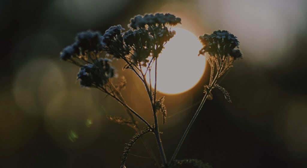 Daily Devotions - Pastor Greg Laurie