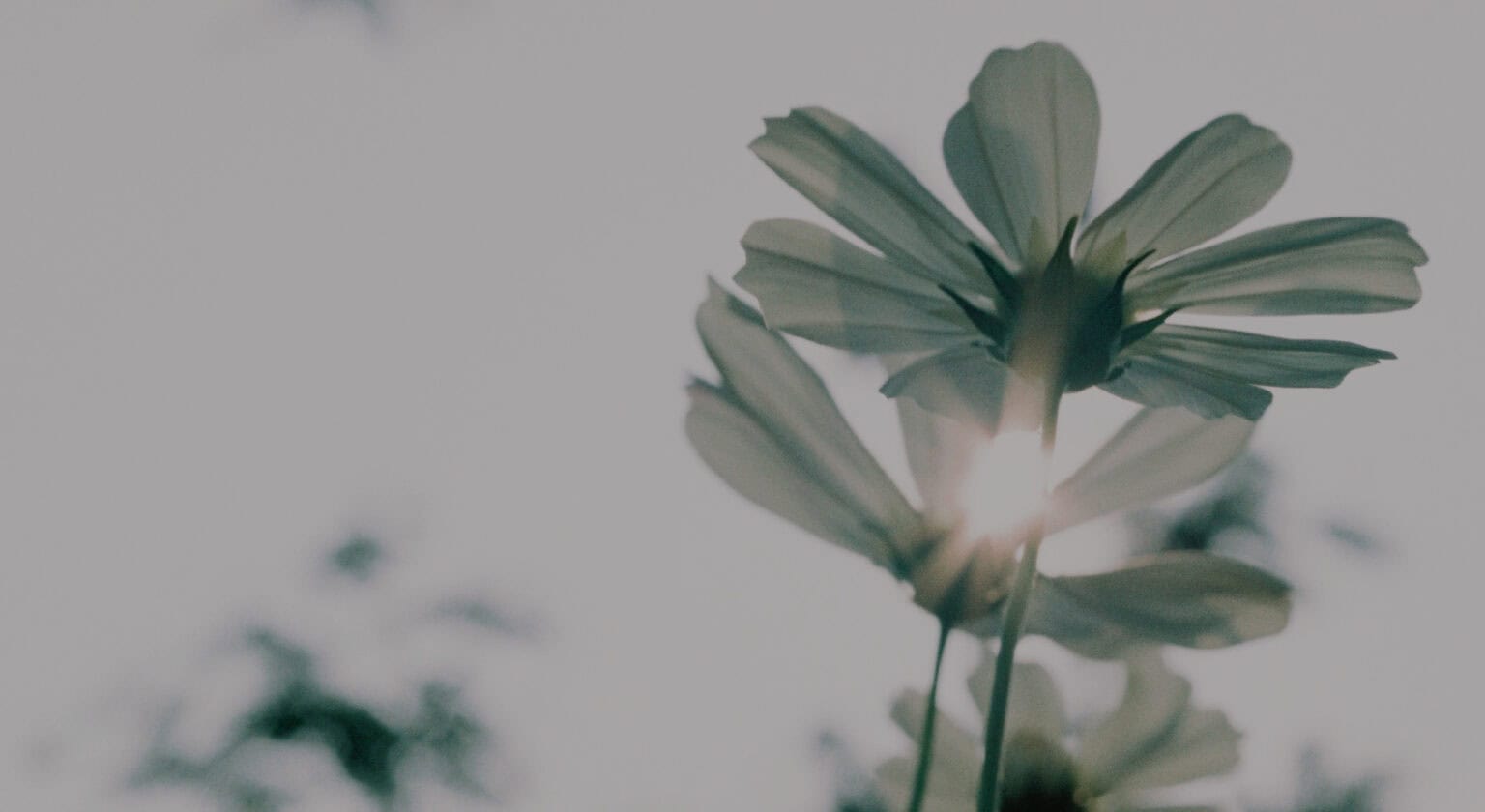 Daily Devotions - Pastor Greg Laurie